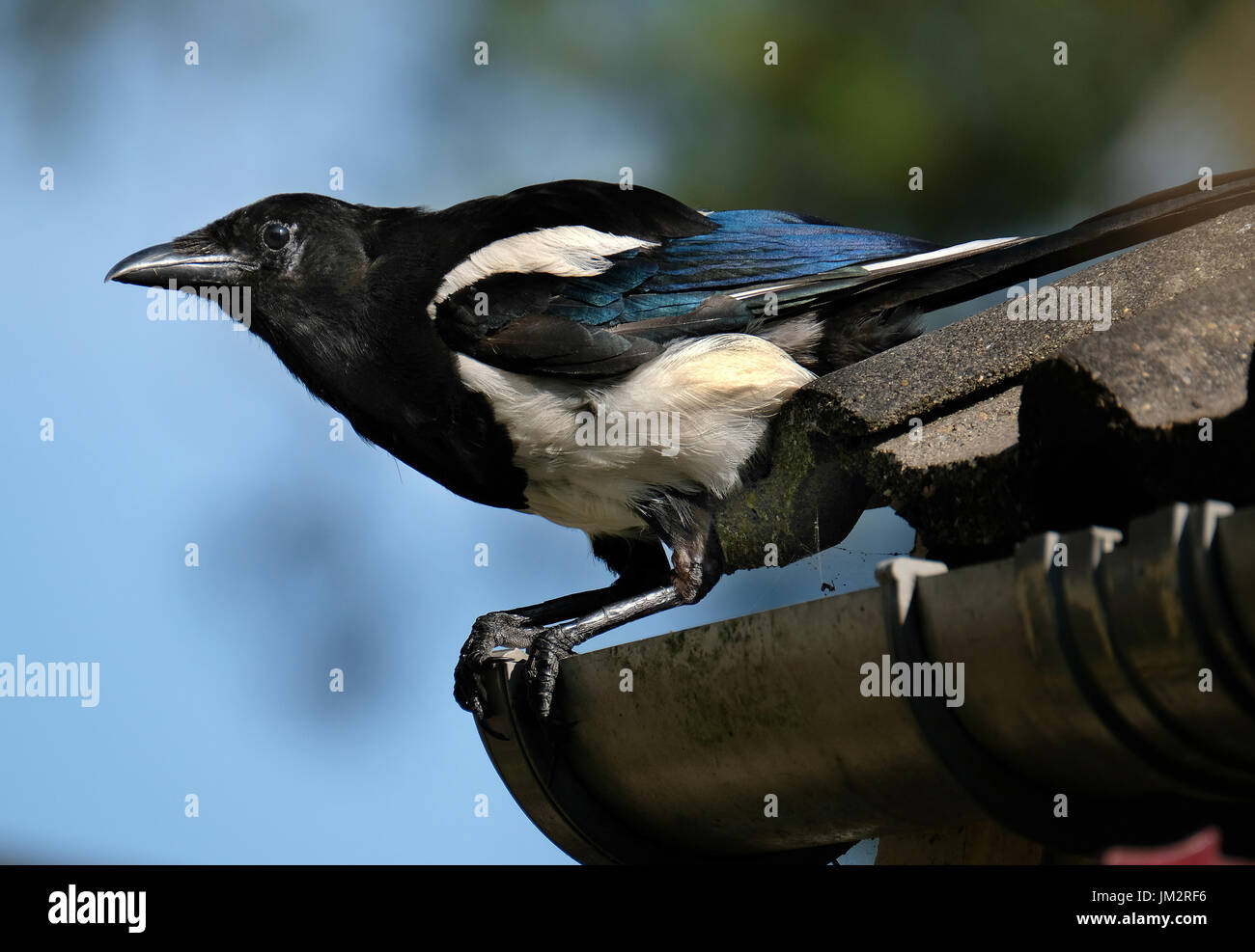 Magpie fly hi-res stock photography and images - Alamy