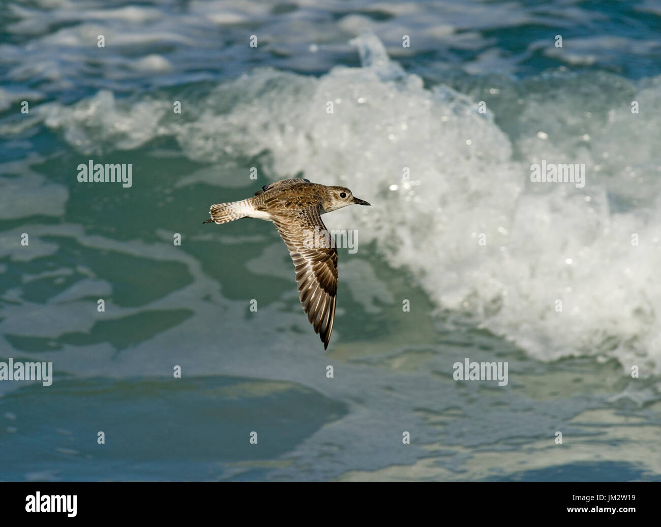 Black-bellied Plover (Grey Plover) Pluvialis squatarola non breeding ...