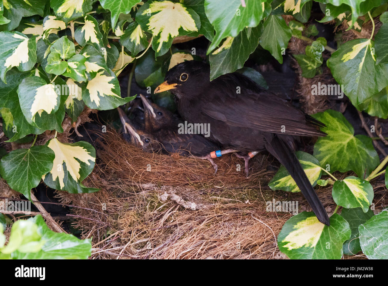 Blackbird Turdus merula colour ringed male feeding 3 chicks close to ...