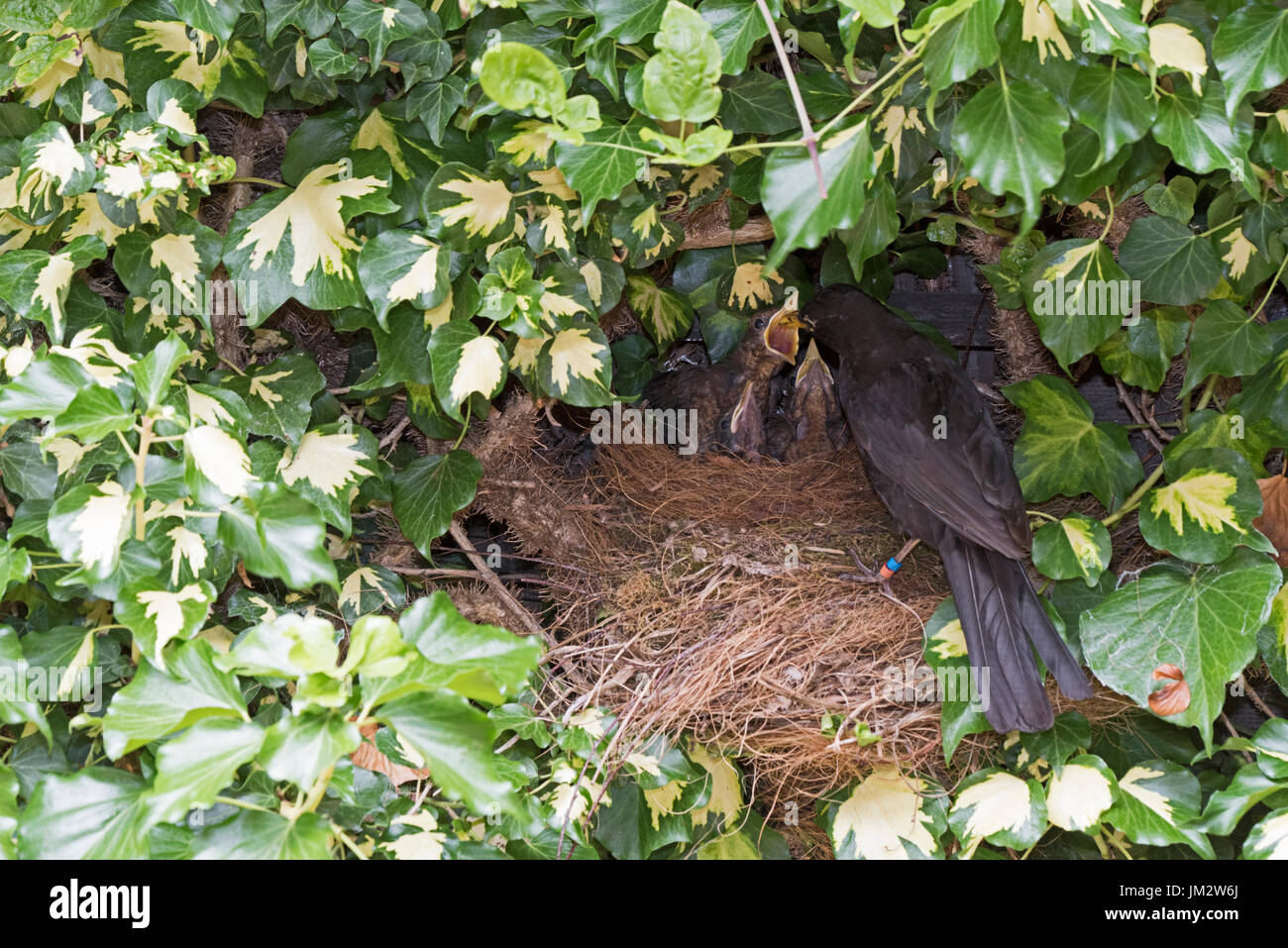 Blackbird Turdus merula clour ringed male feeding 3 chicks close to ...