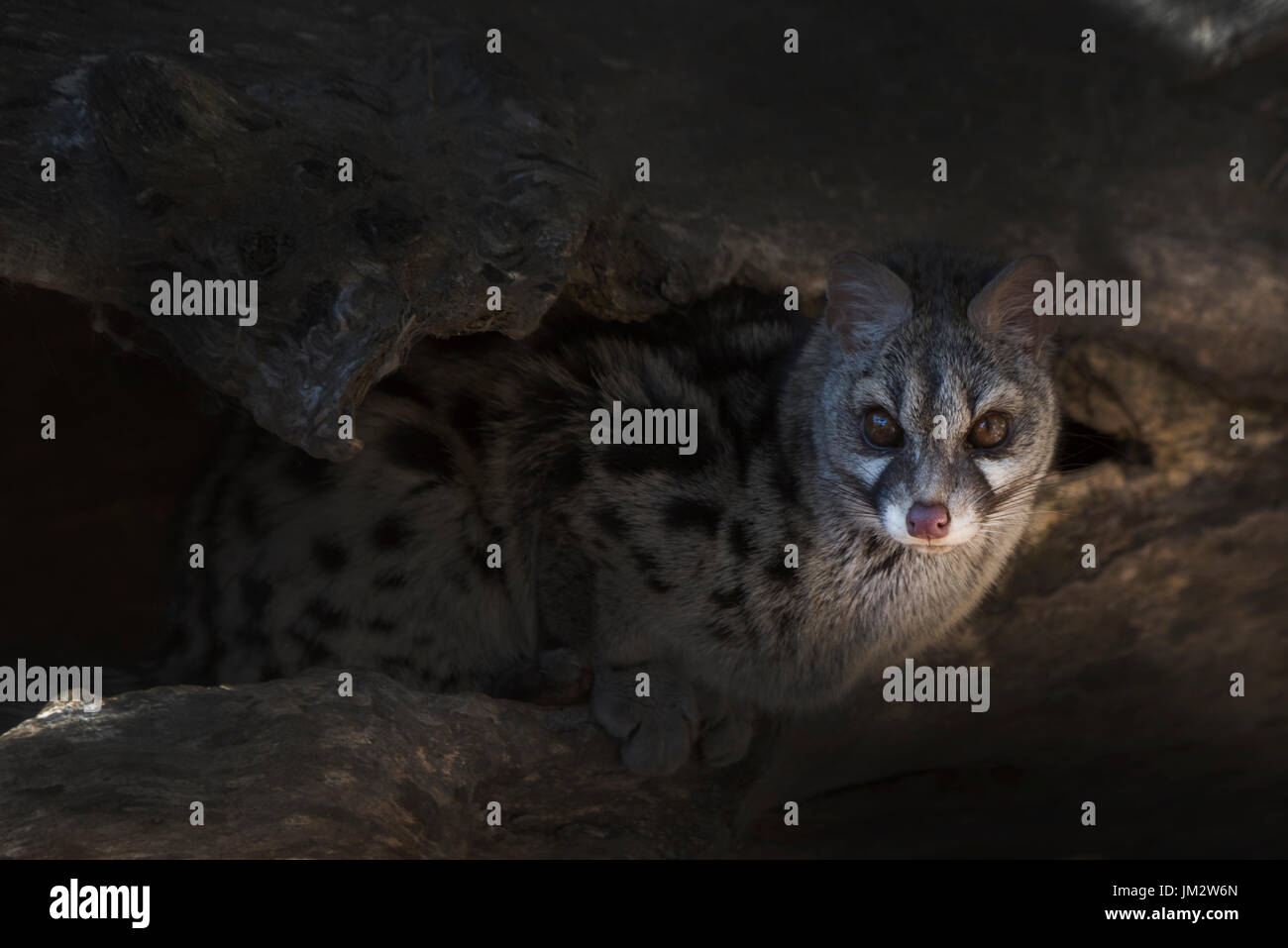 Common Genet Genetta genetta Spanish Pyrenees Stock Photo - Alamy