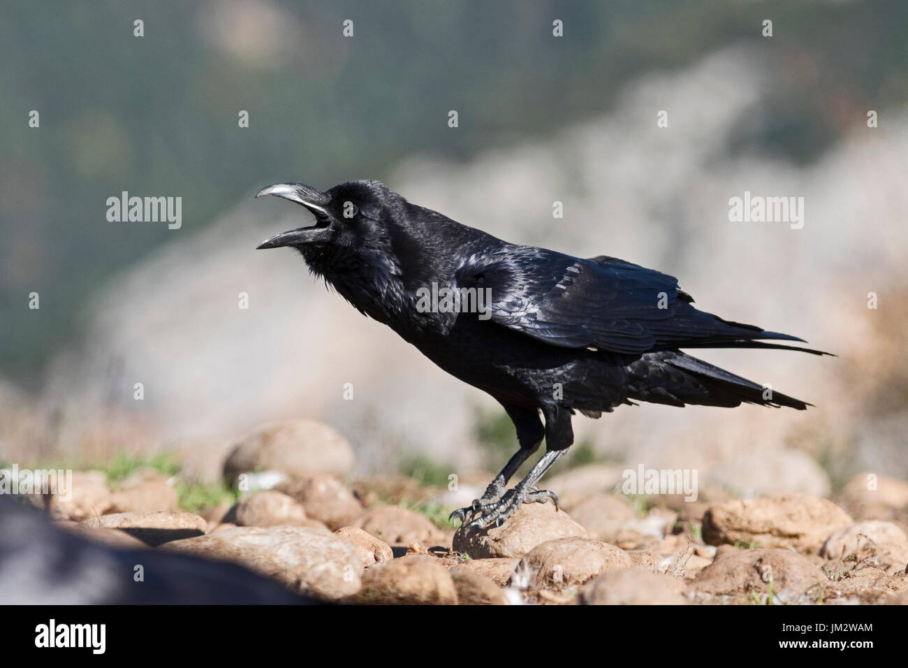 Raven Calling High Resolution Stock Photography and Images - Alamy