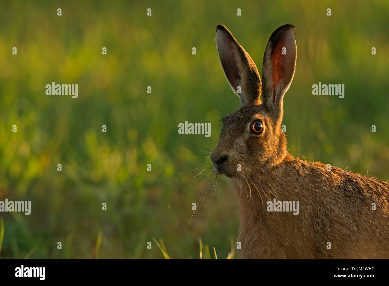 Spring hare hi-res stock photography and images - Alamy