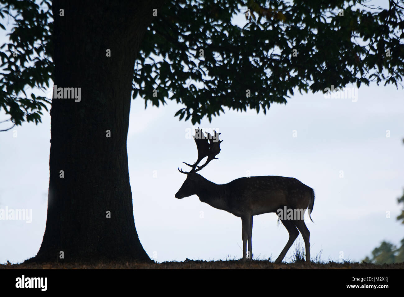 Fallow Deer Dama dama bucks during rut Sevenoaks Kent October Stock ...