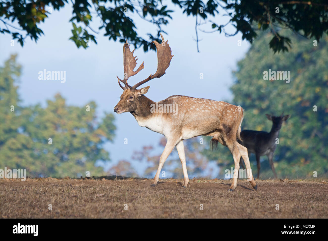Fallow Deer Dama dama bucks during rut Sevenoaks Kent October Stock ...