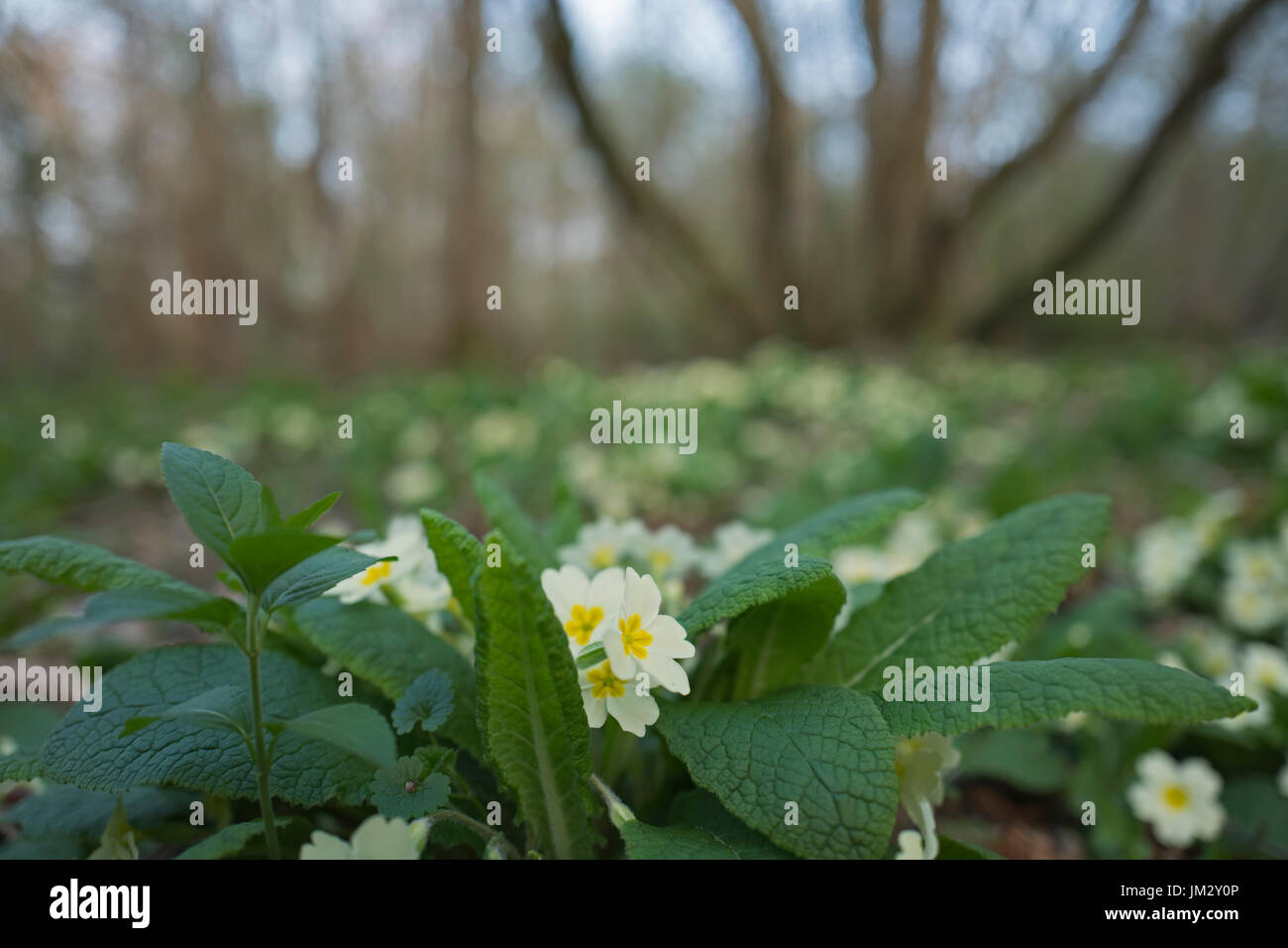 Primrose Primula vulgaris growing in coppiced hazel woodland in North ...