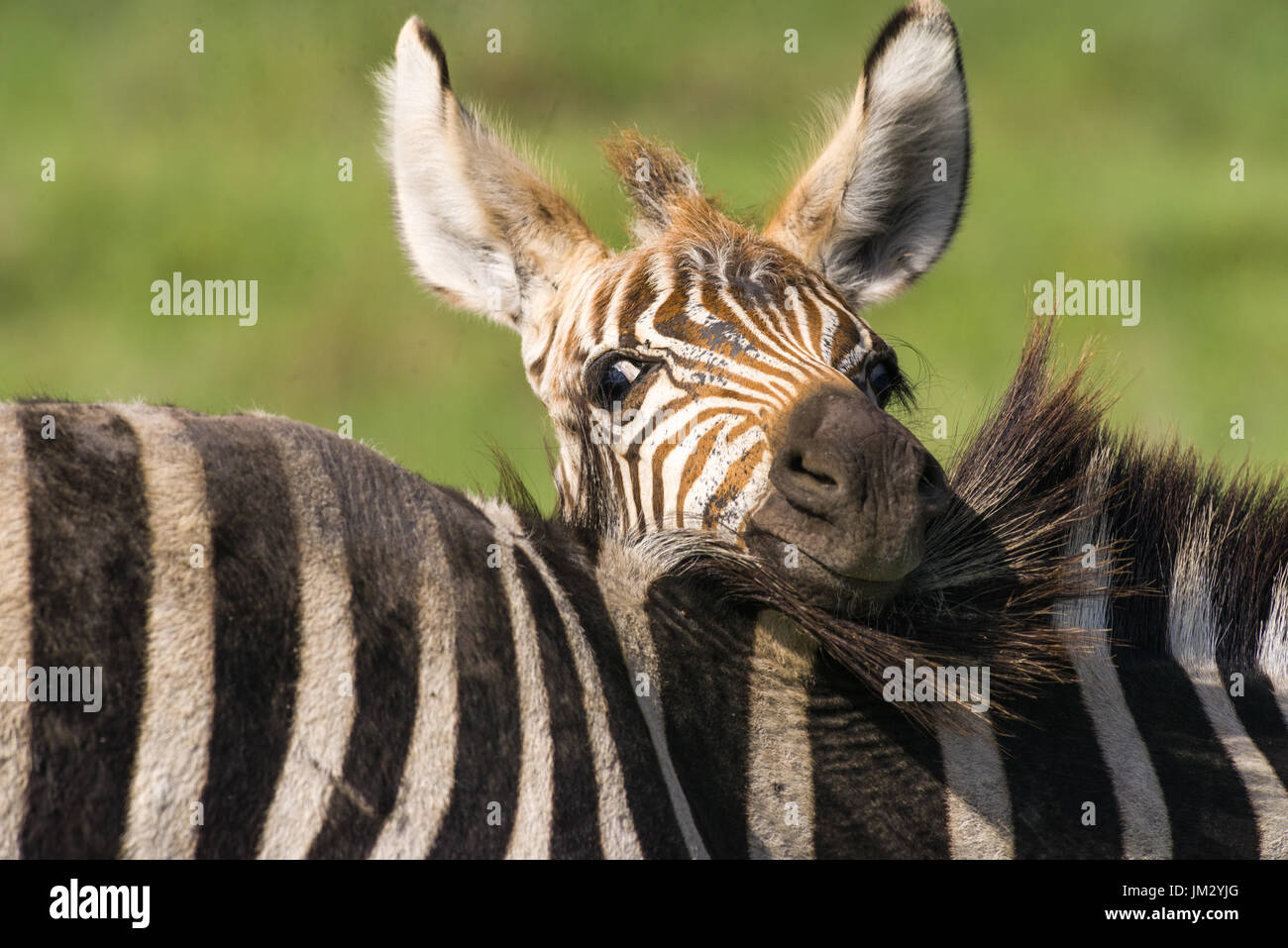 Juvenile Zebra (Equus quagga) Resting Head On Mothers Back, Nairobi ...
