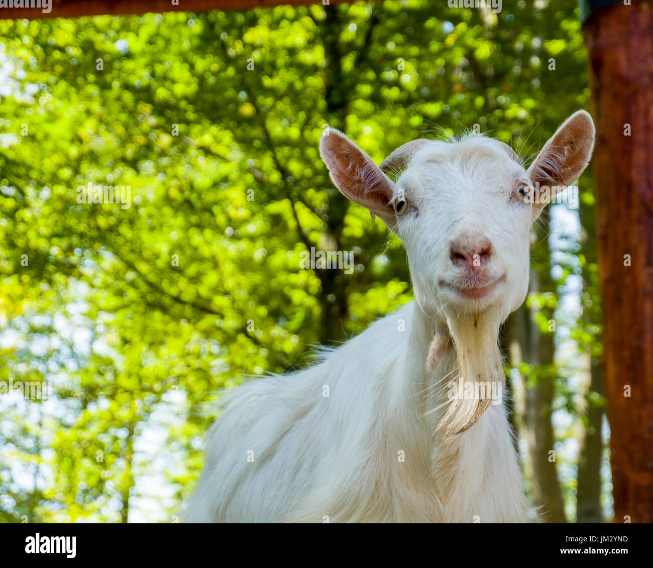 Friendly goat in zoo during autumn, Kronstadt, Romania Stock Photo - Alamy