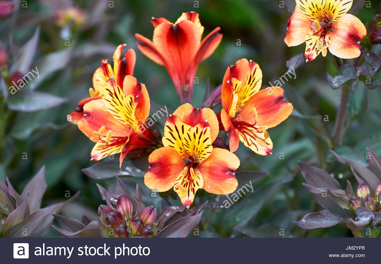 Indian Lily High Resolution Stock Photography and Images - Alamy
