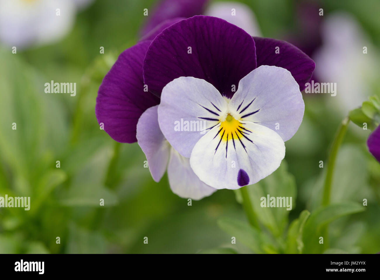 Purple spring bloom hi-res stock photography and images - Alamy