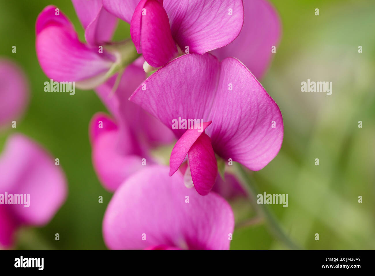 Sweet pea mauve hi-res stock photography and images - Alamy