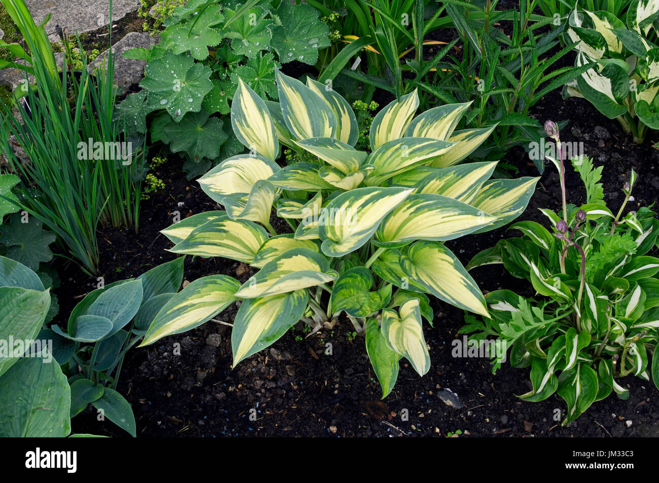 Garden hostas hi-res stock photography and images - Alamy