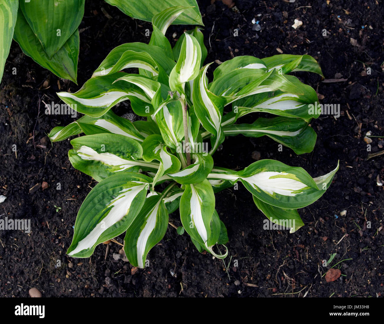 Hosta undulata hi-res stock photography and images - Alamy