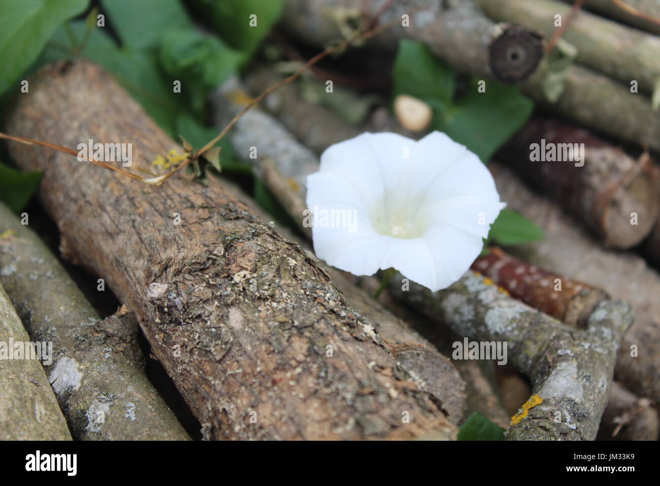 Perspective flower hi-res stock photography and images - Alamy
