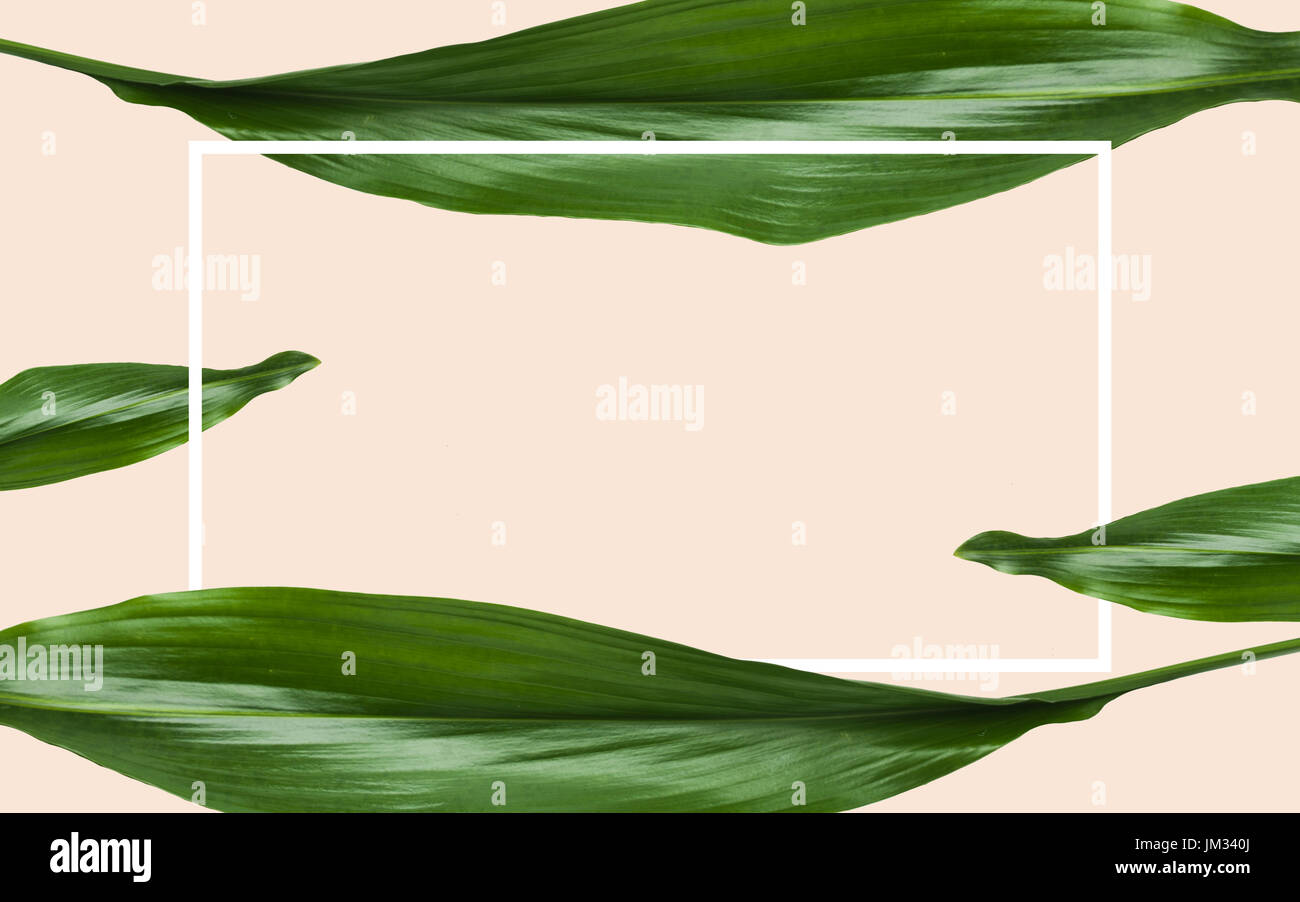 green leaves with rectangular frame over beige Stock Photo - Alamy