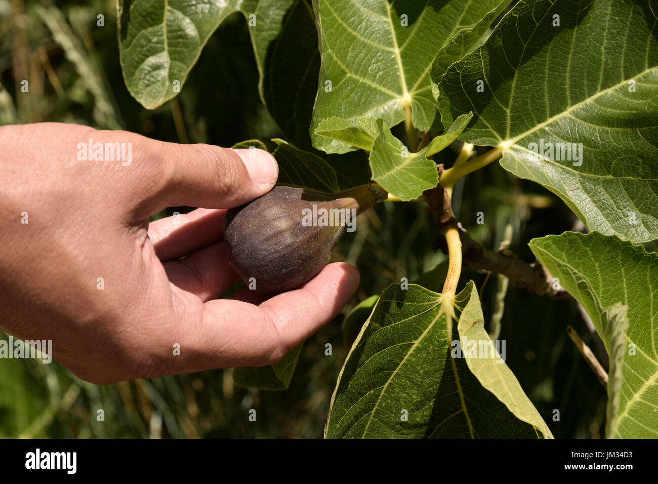 Fig tree plantation hi-res stock photography and images - Alamy