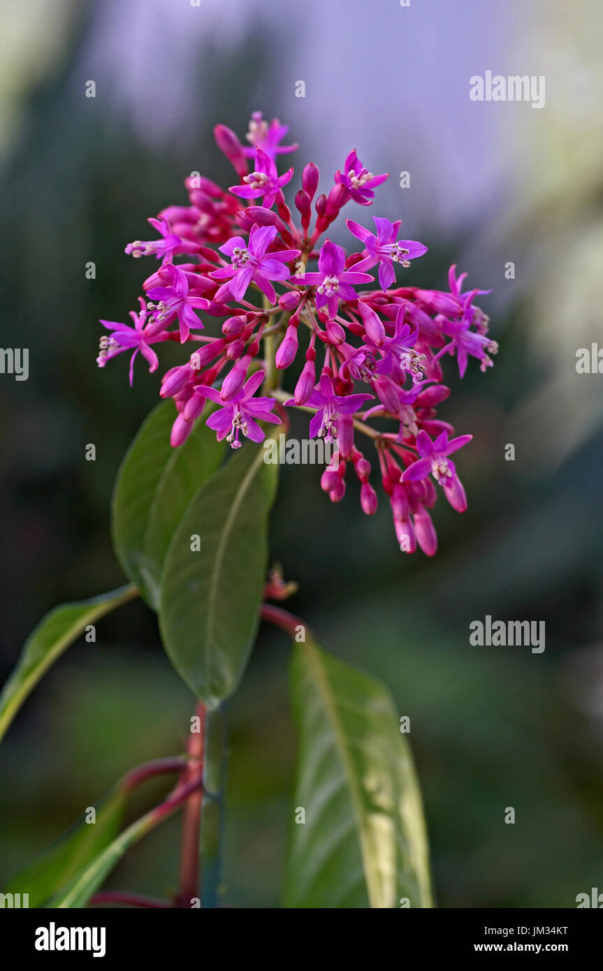 Fuchsia arborescens hi-res stock photography and images - Alamy