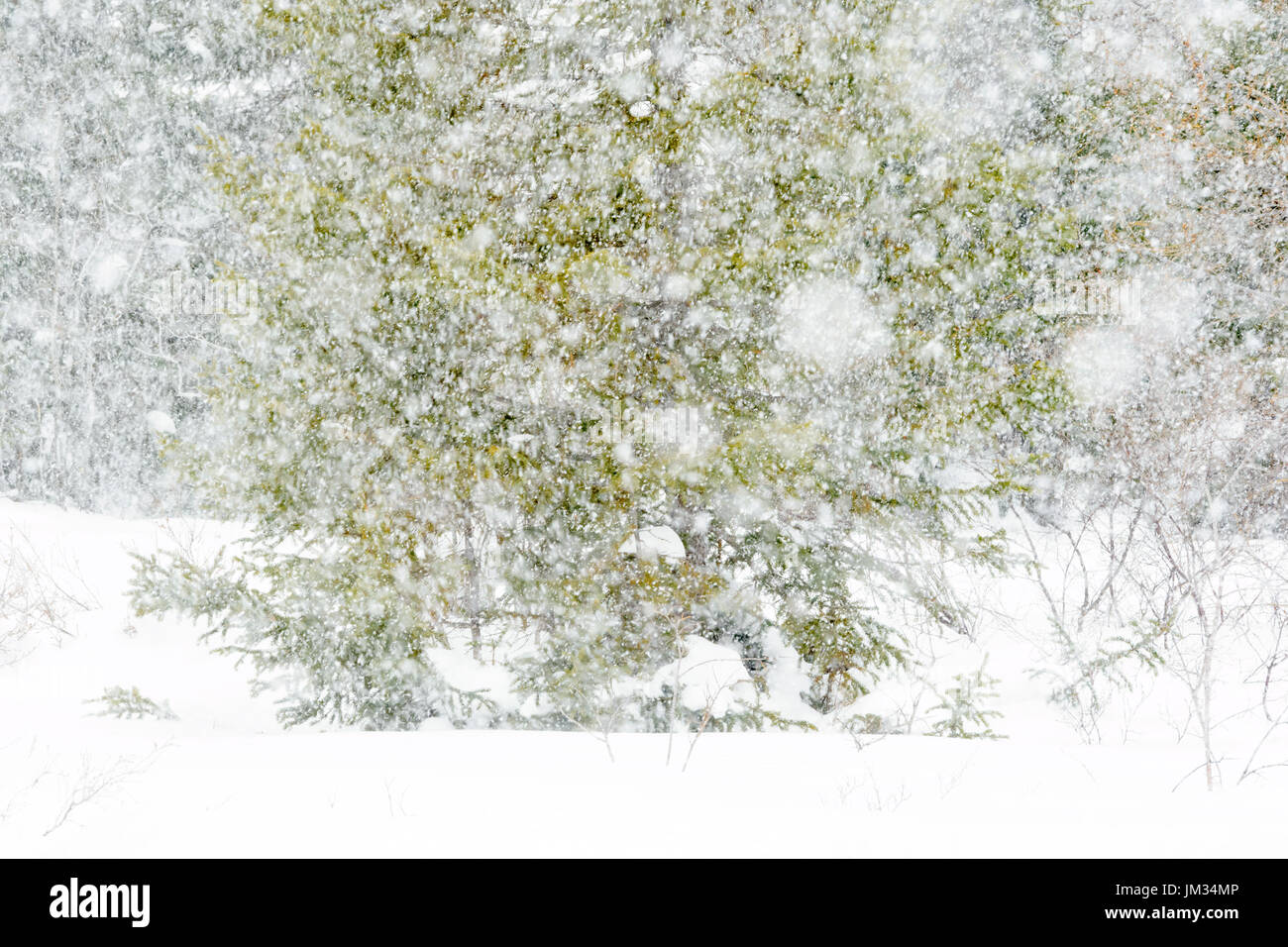 Snowfall images hi-res stock photography and images - Alamy