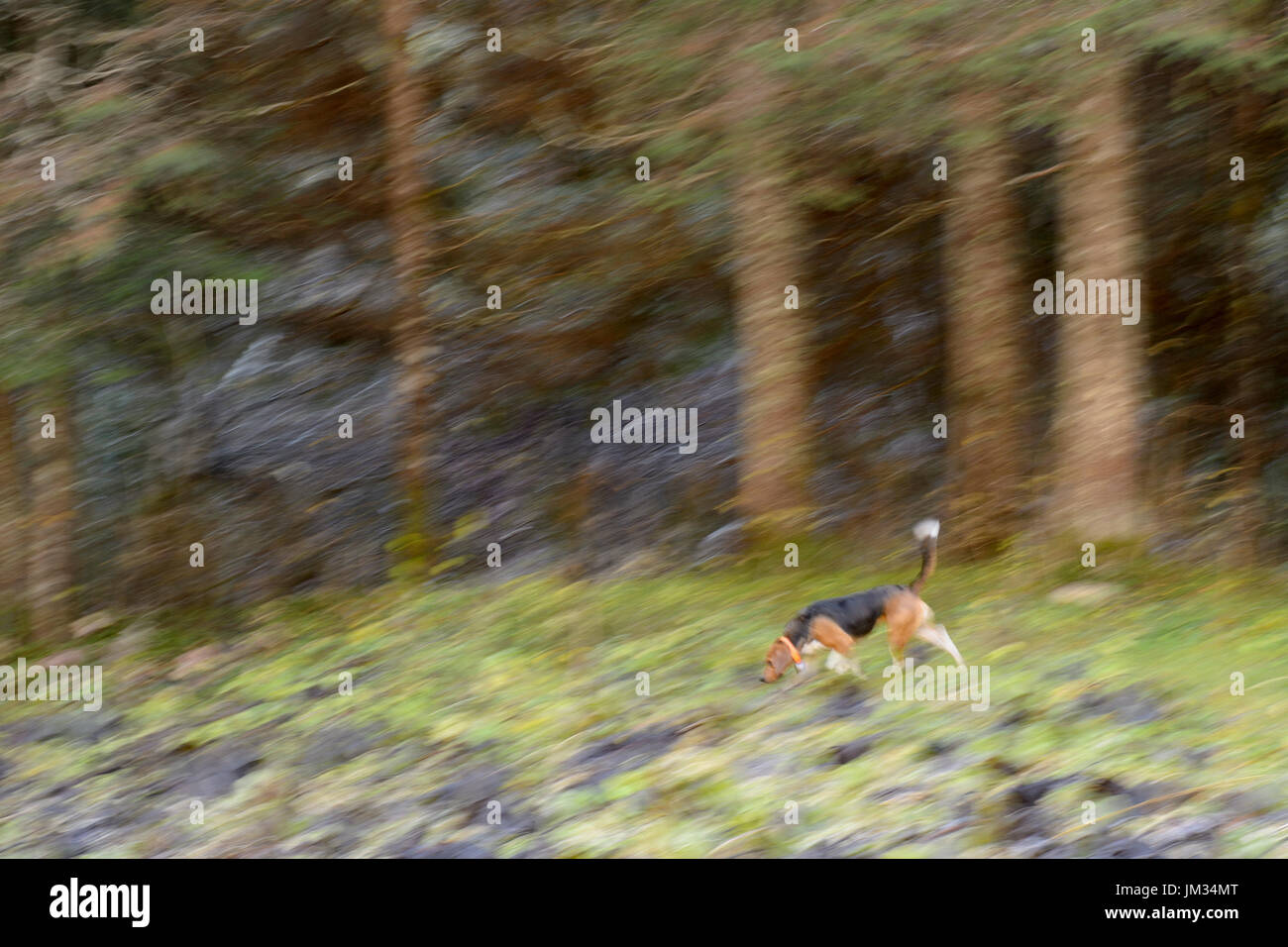 Shutter dog hi-res stock photography and images - Alamy