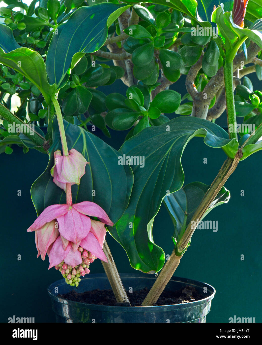 Medinilla magnifica hi-res stock photography and images - Alamy