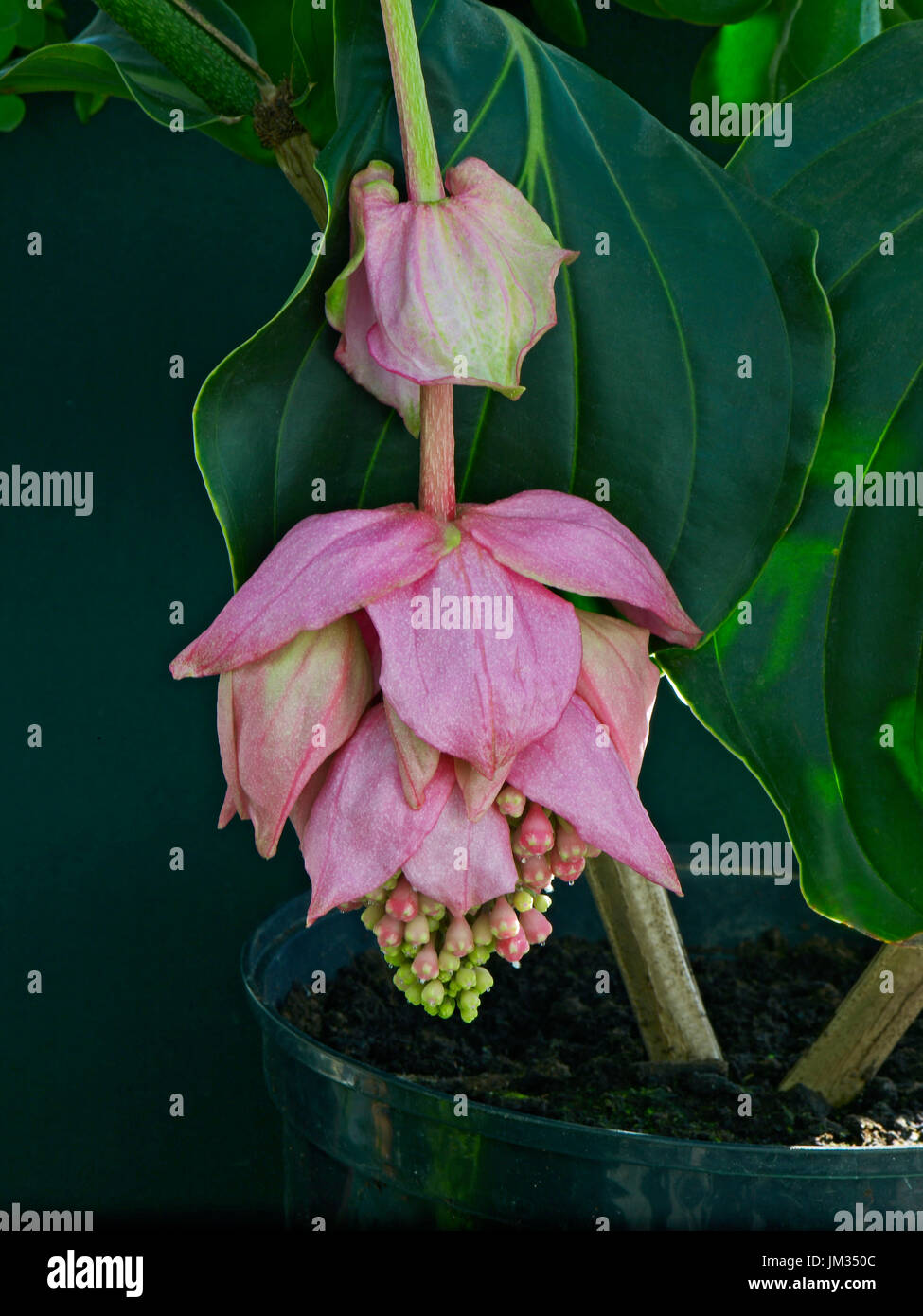 Medinilla magnifica hi-res stock photography and images - Alamy