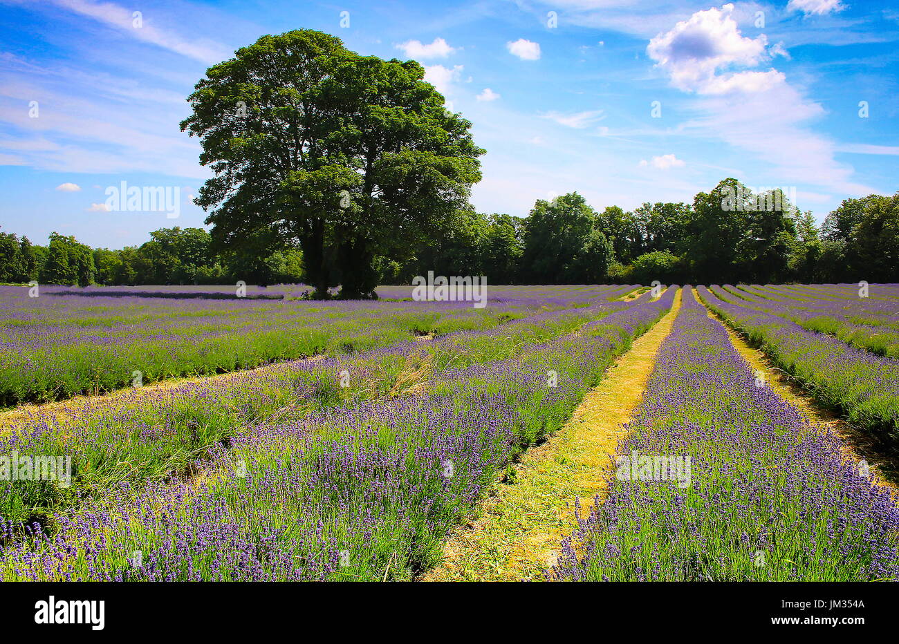 Lavender Fields Forever Stock Photo - Alamy