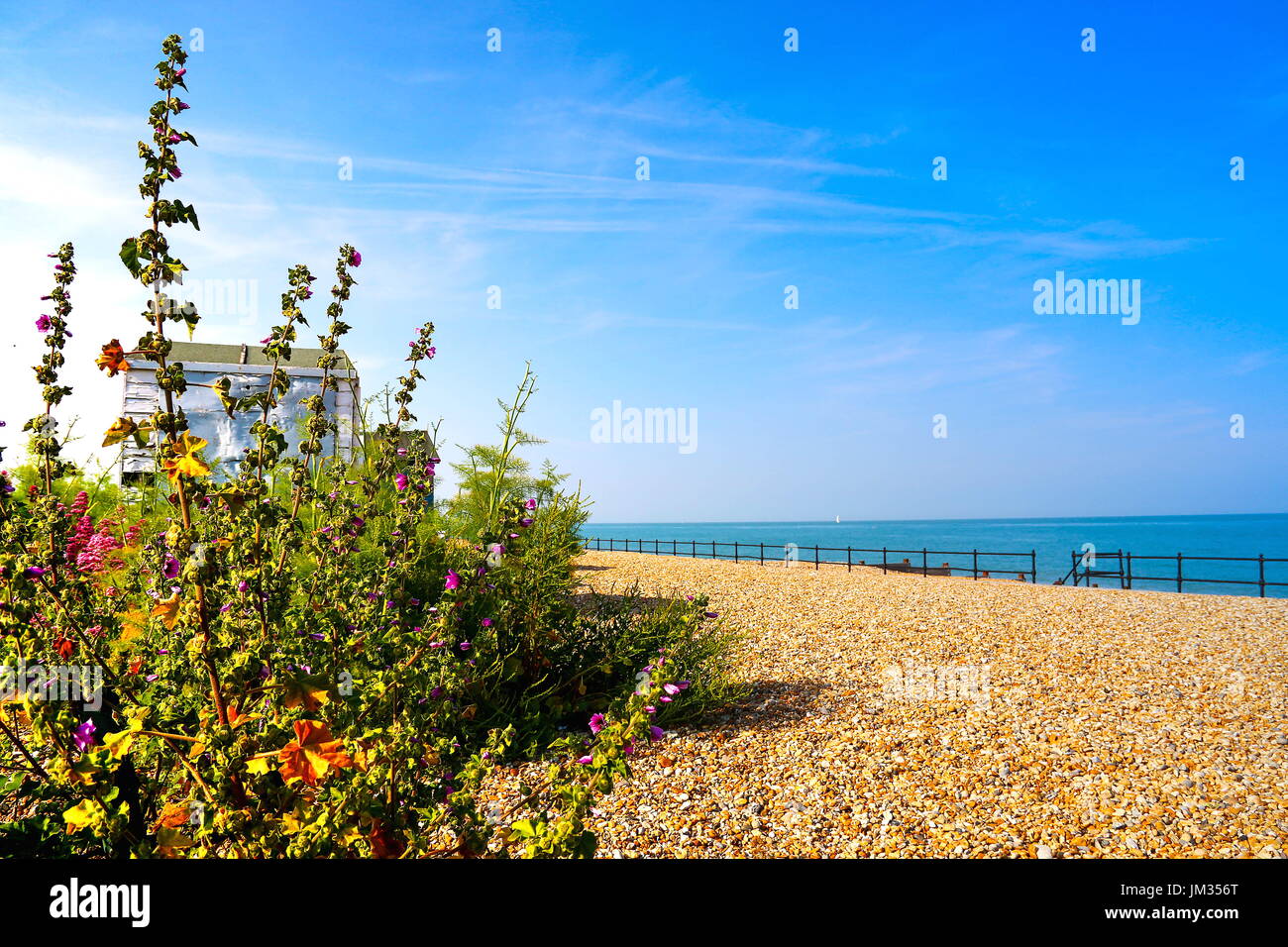 Kingsdown beach plants hi-res stock photography and images - Alamy