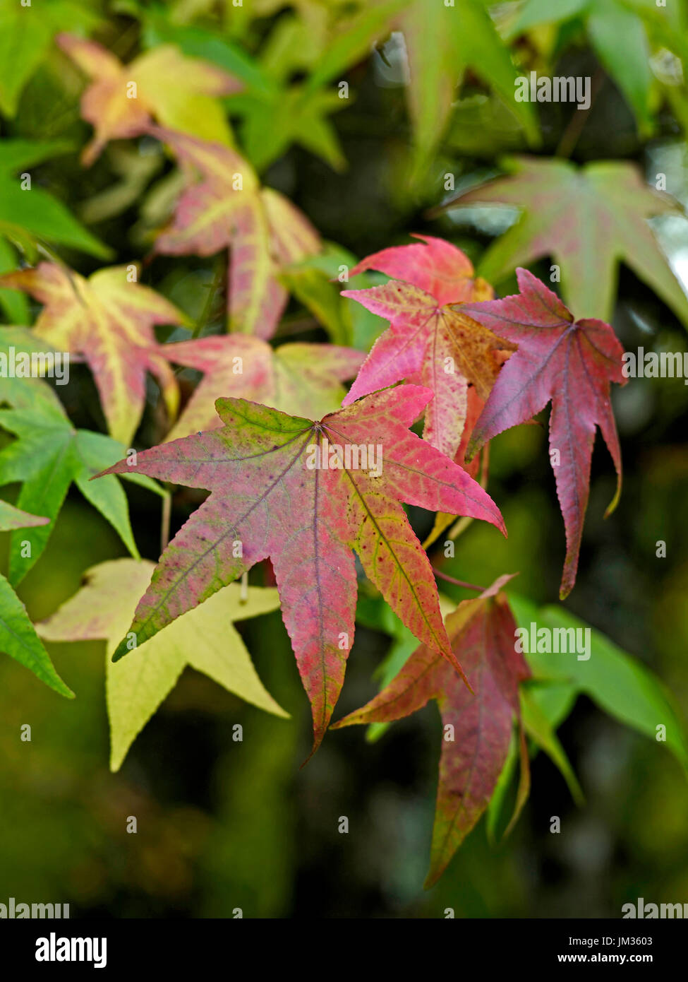 Liquidambar styraciflua autumn hi-res stock photography and images - Alamy