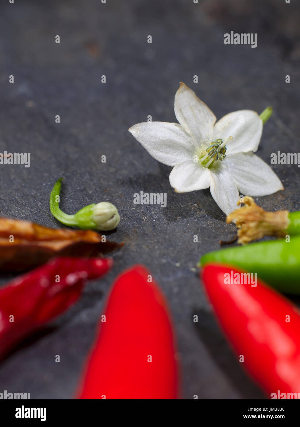 A chili flower and fruits in various stages of development from green ...
