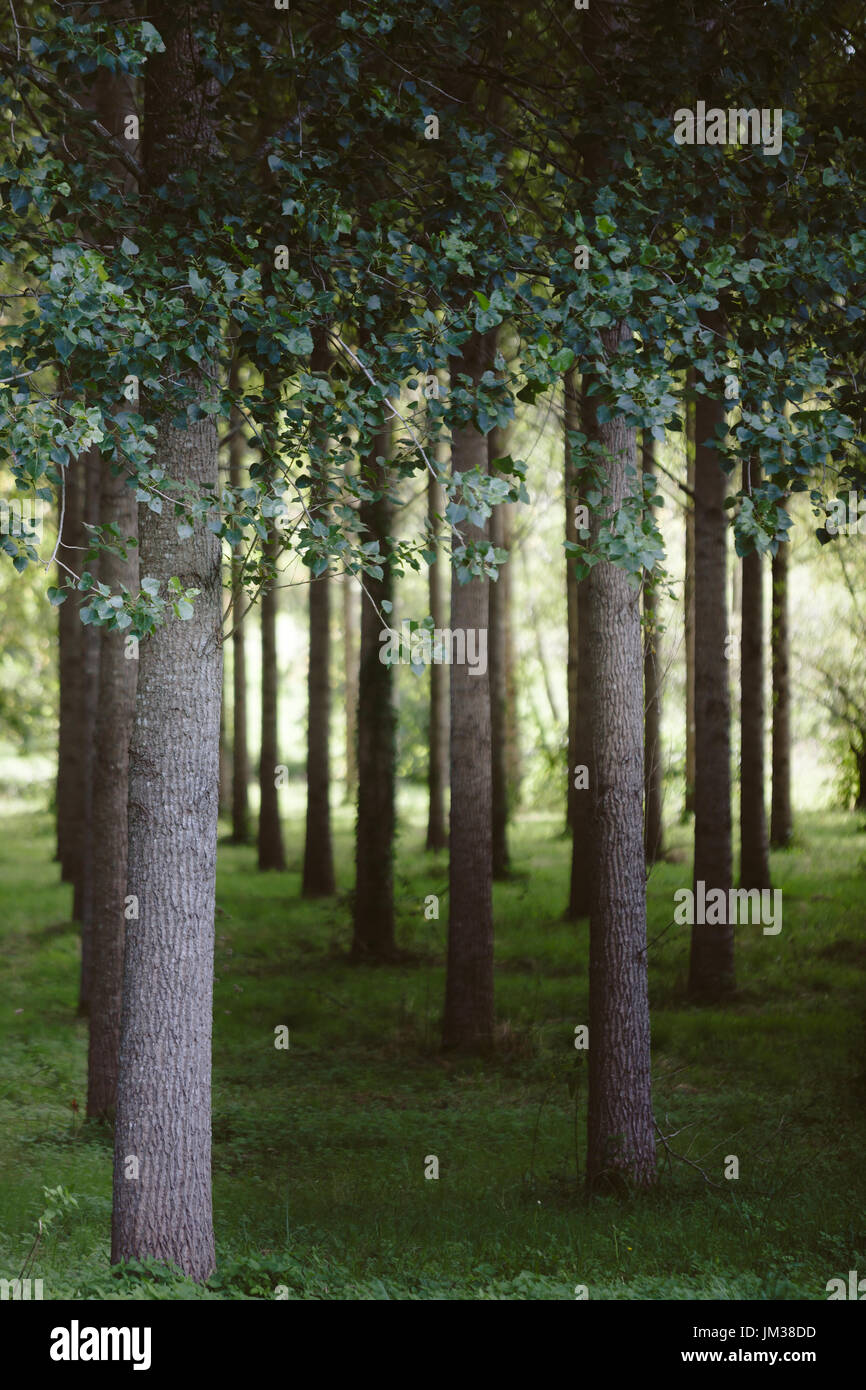 Trees planted in a row in the woods Stock Photo - Alamy