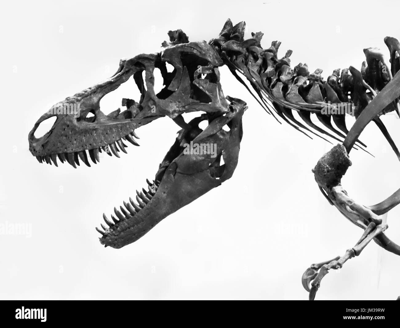 Jurassic park t rex Black and White Stock Photos & Images - Alamy