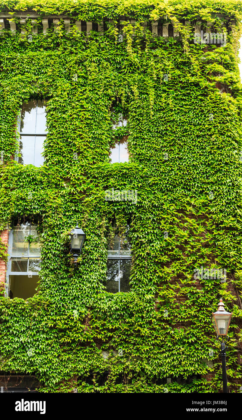 Green Vines Covering Building with Open Windows Stock Photo - Alamy