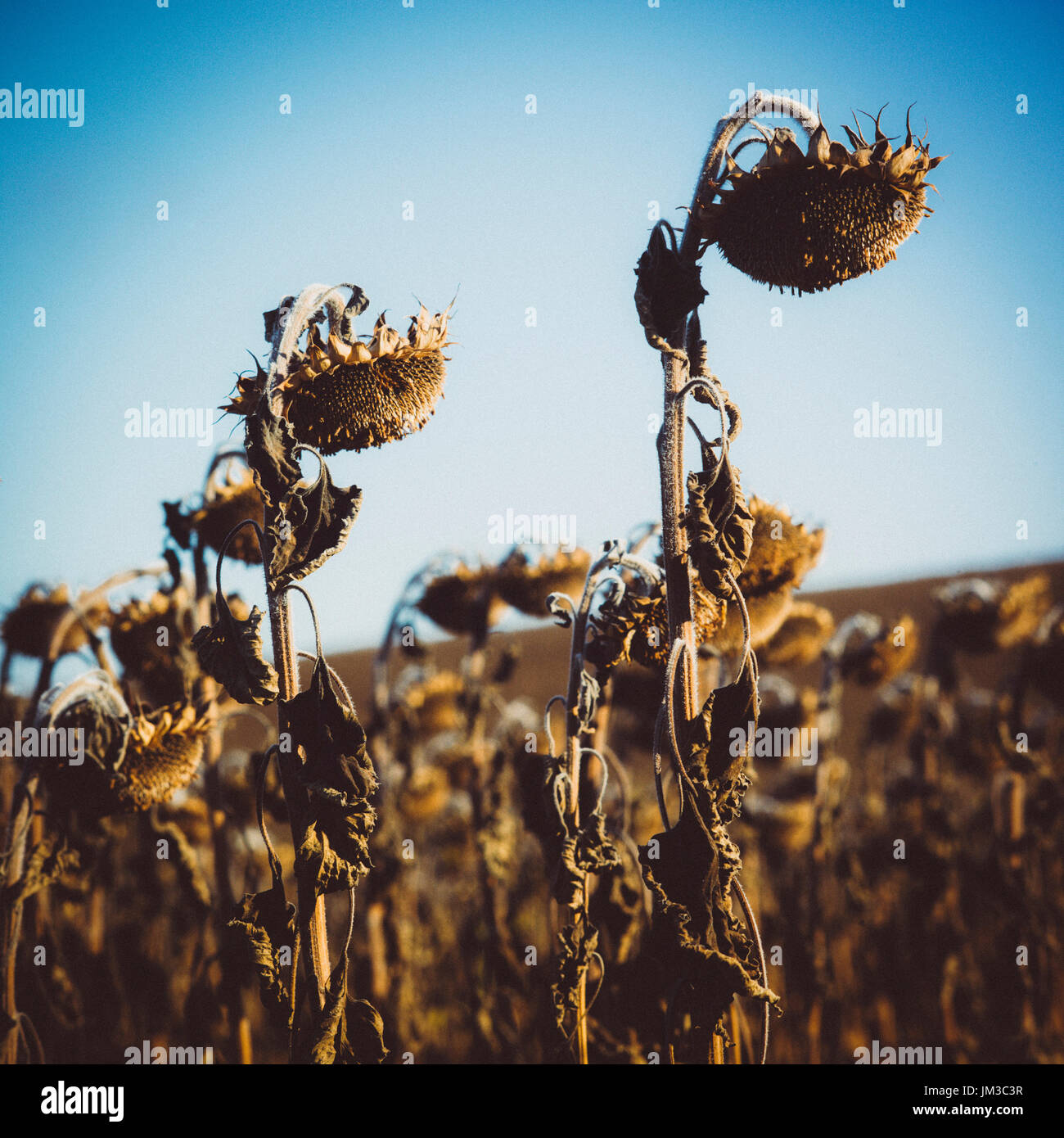 Dead sunflower hi-res stock photography and images - Alamy