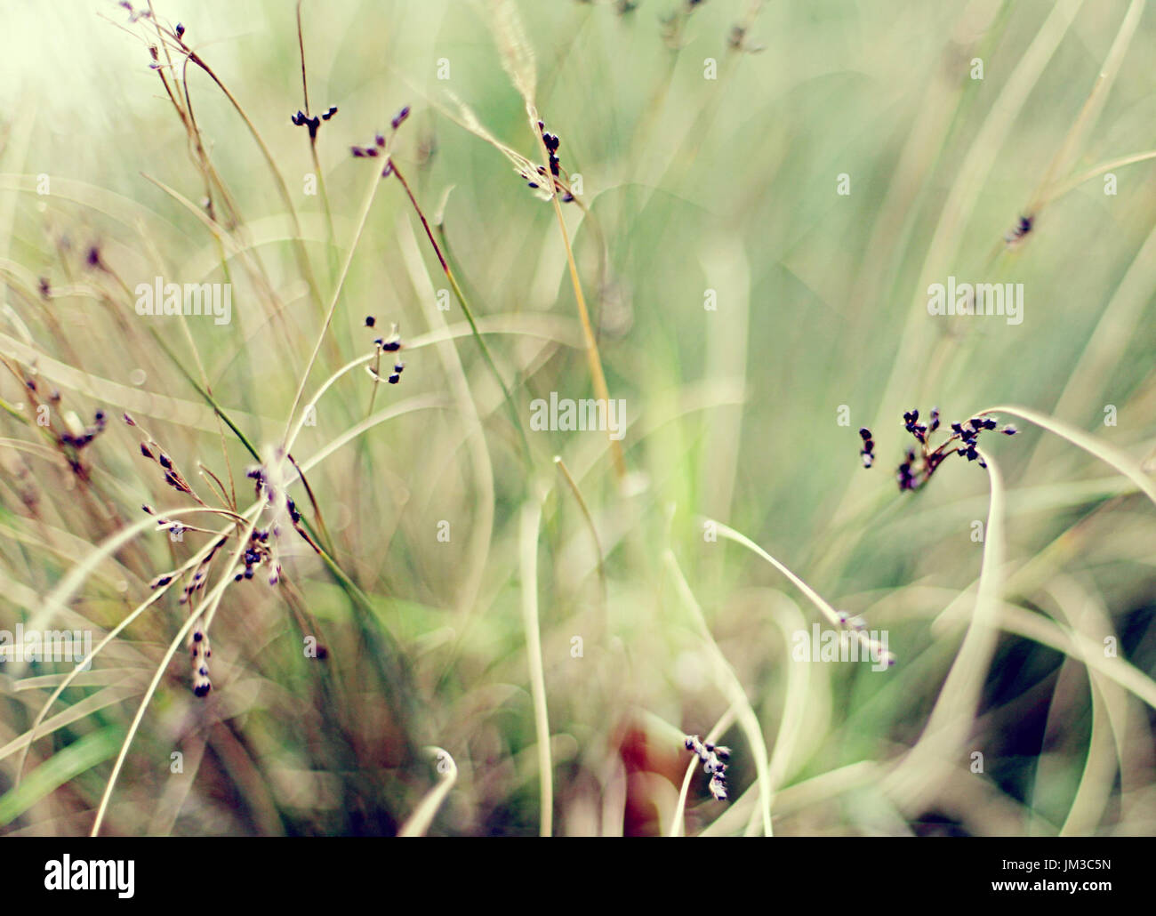 Seeds Blowing In The Wind High Resolution Stock Photography and Images ...