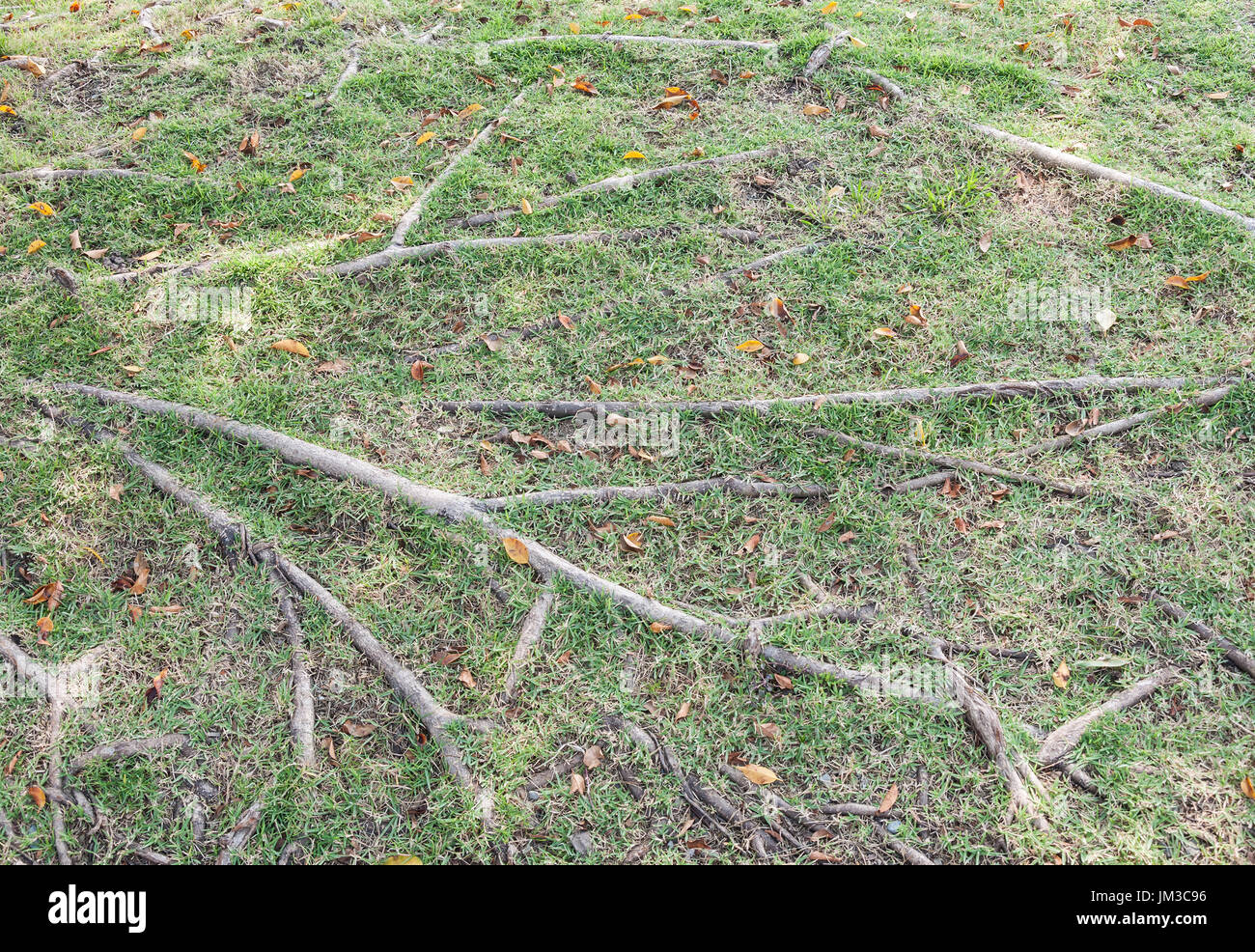 Roots horizontal root system hi-res stock photography and images - Alamy