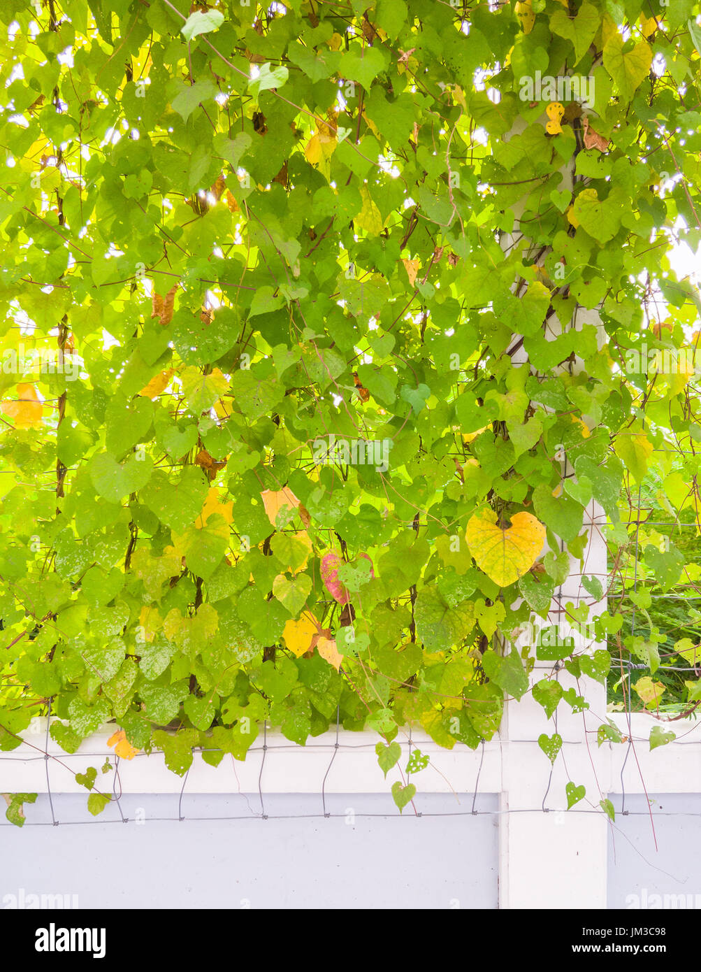 Bright ivy wall on the metal grid over the white wall with the sunlight ...