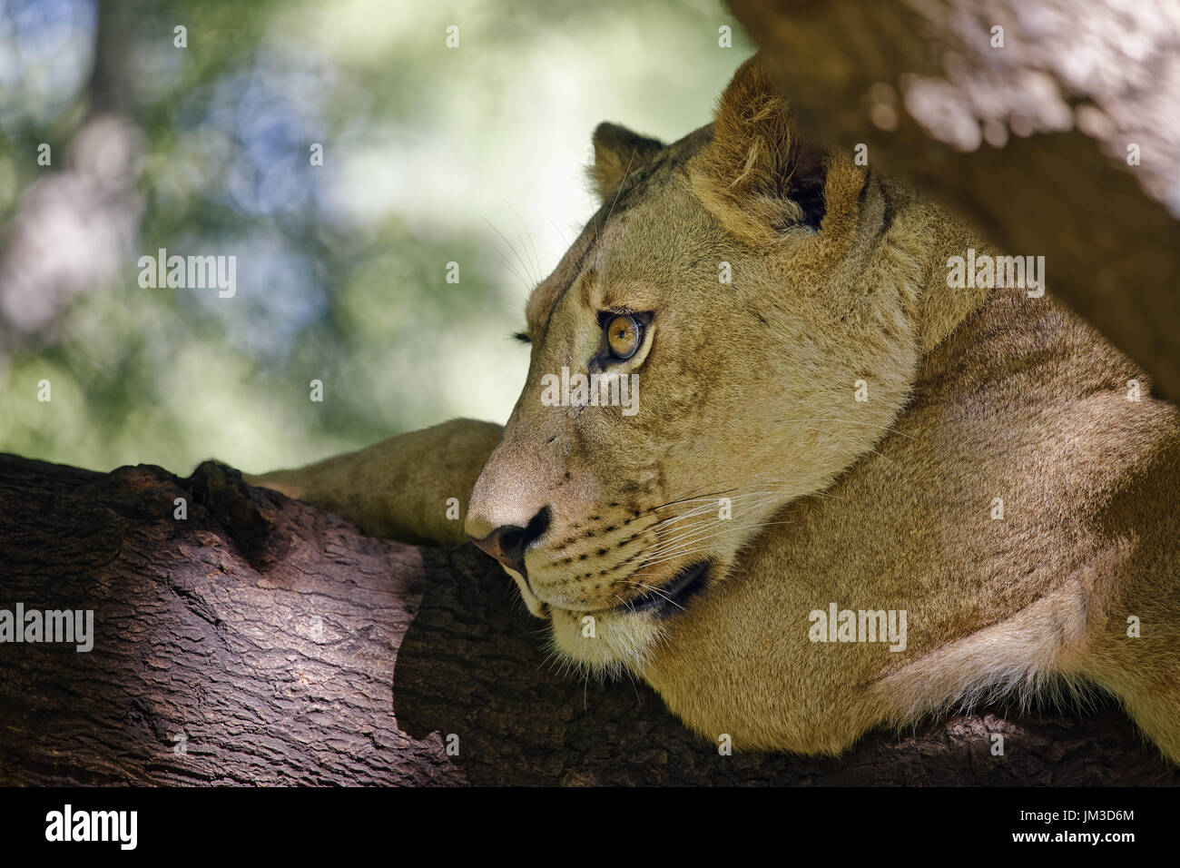 African lioness - Panthera leo Stock Photo - Alamy