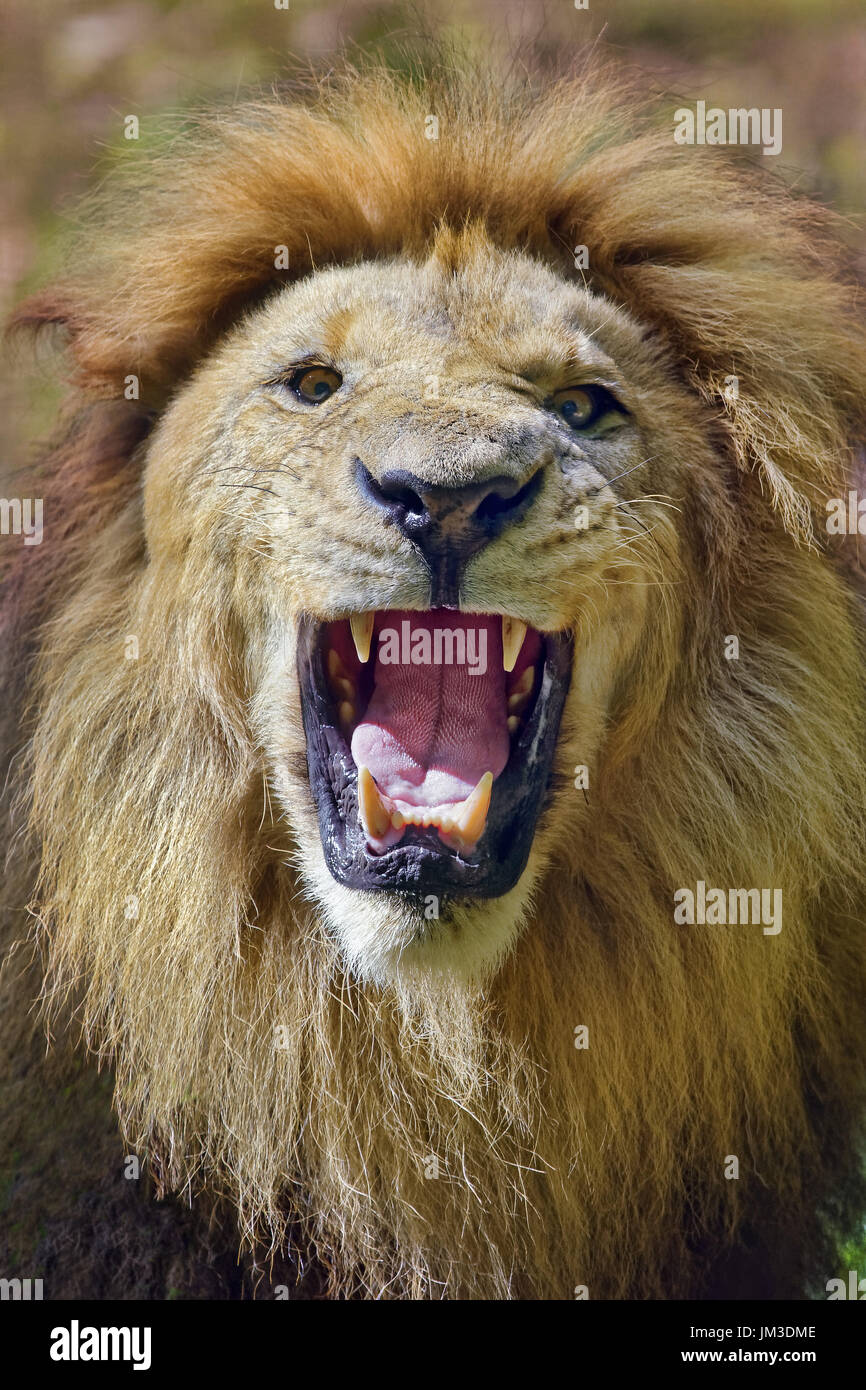 Lion photo vertical hi-res stock photography and images - Alamy