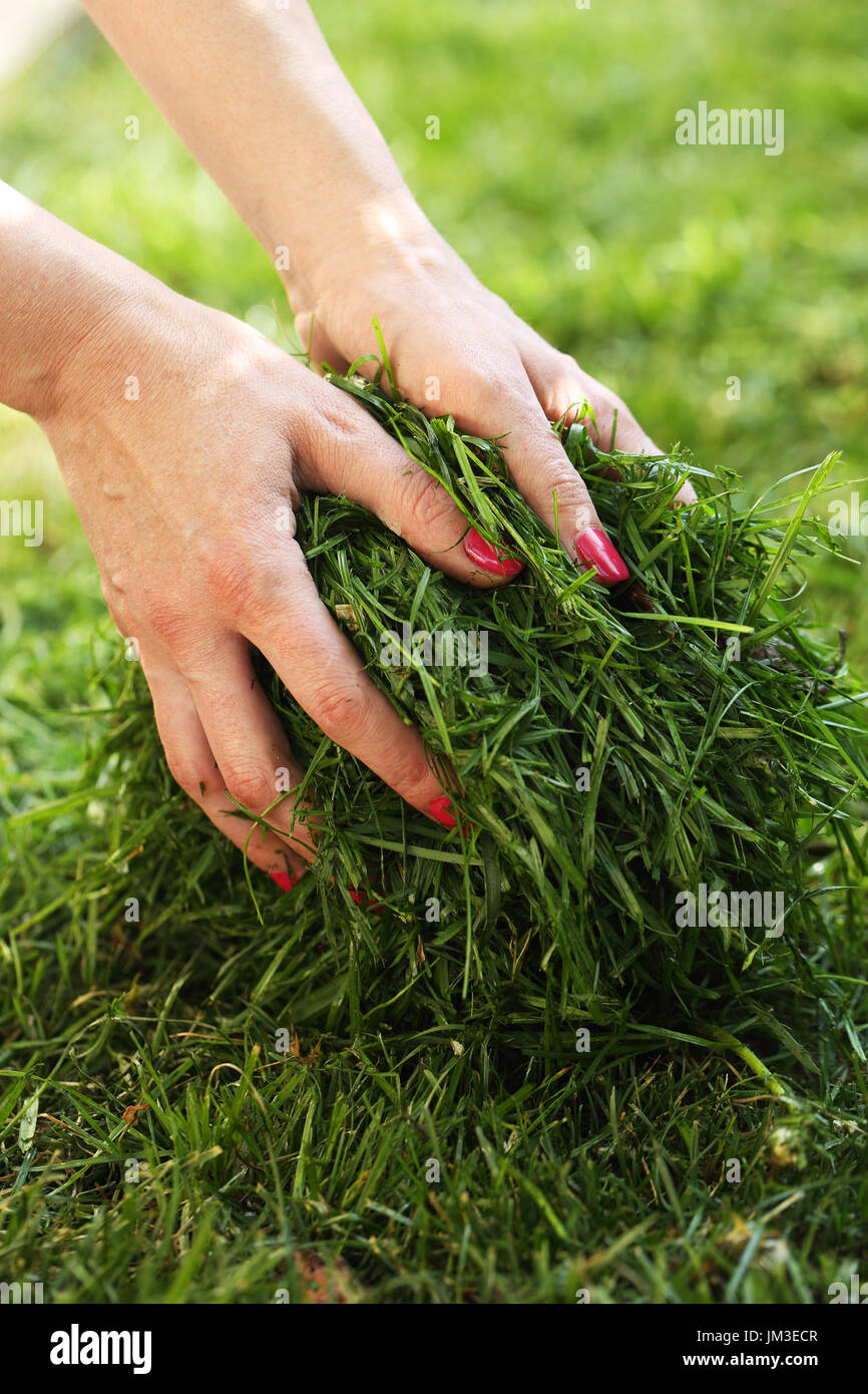 women's hands take grass Stock Photo - Alamy