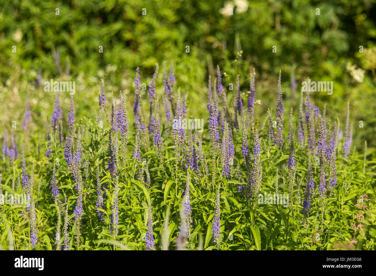 Speedwells hi-res stock photography and images - Alamy