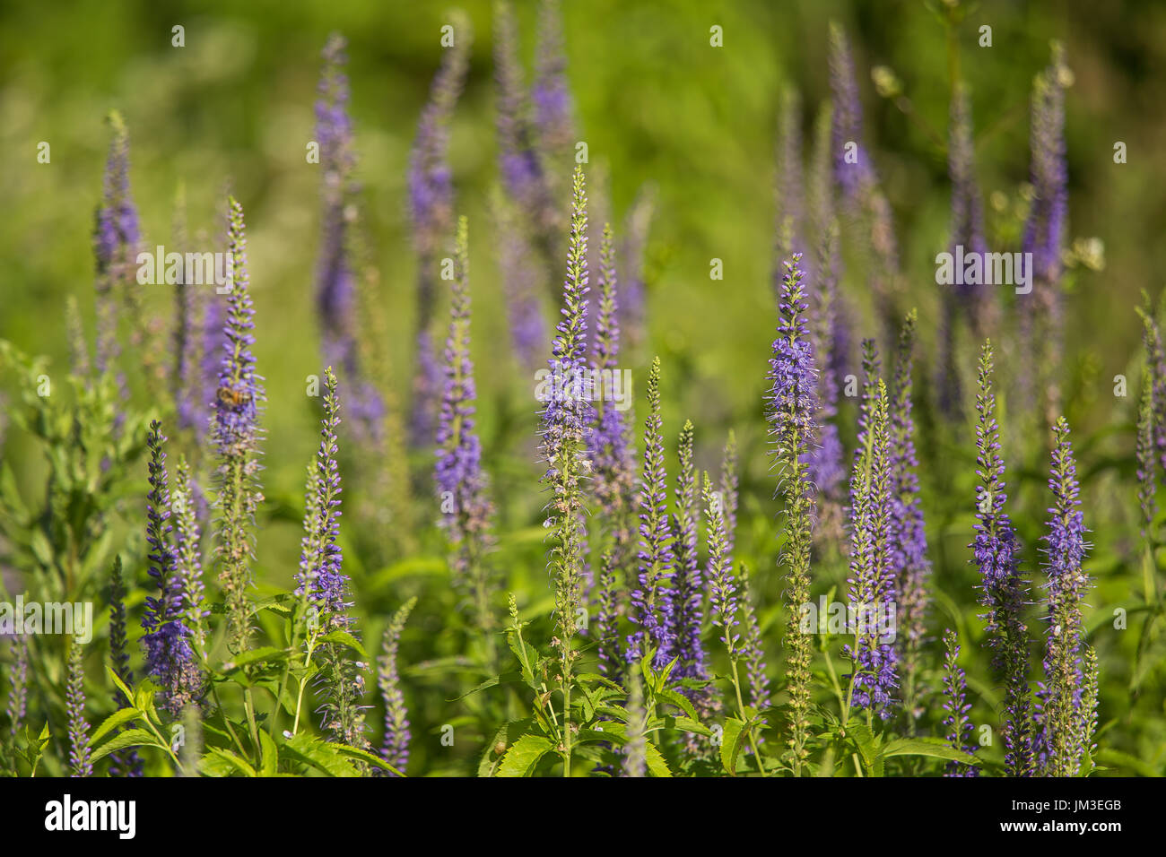 Speedwells hi-res stock photography and images - Alamy