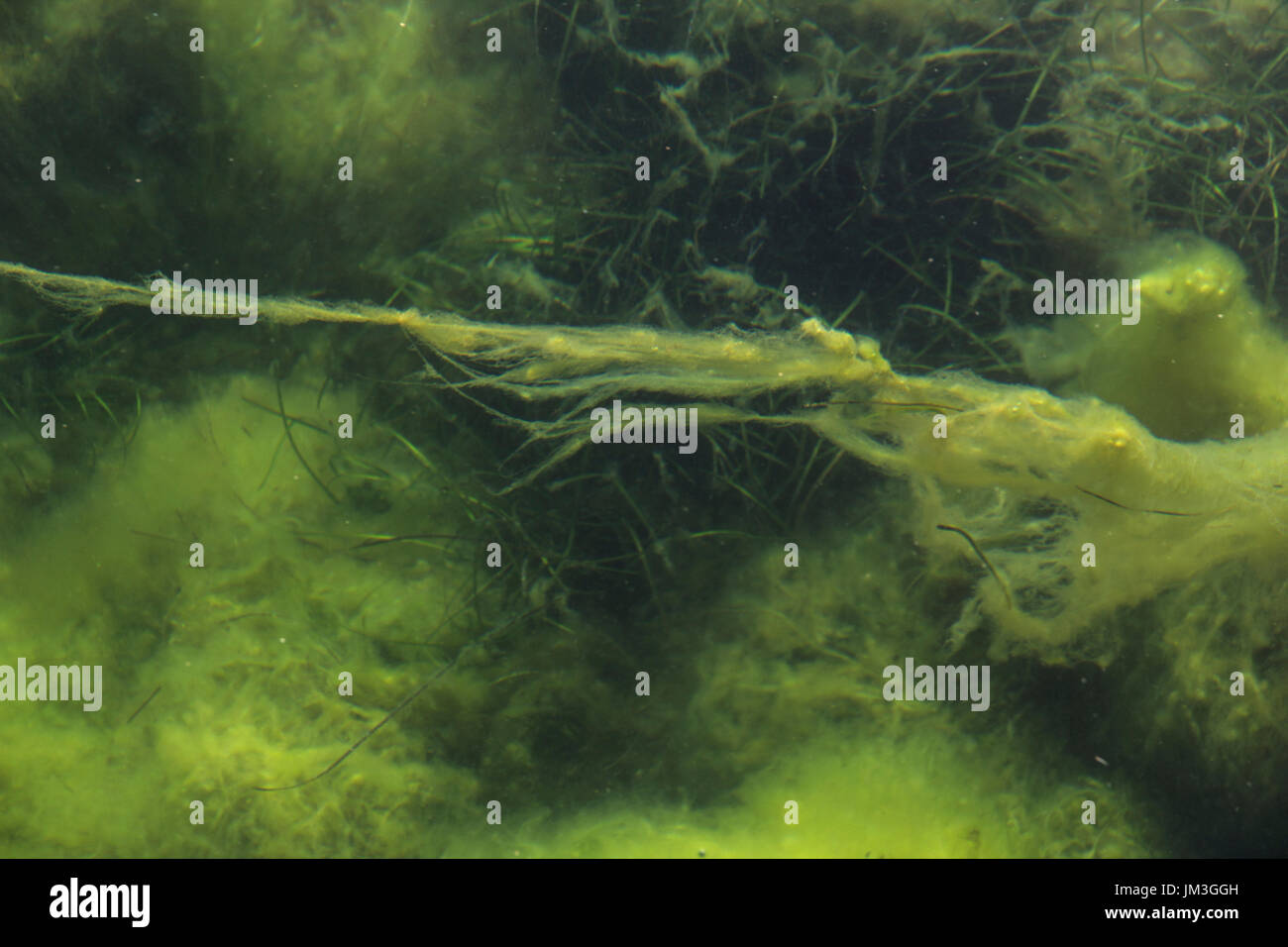 Marine plant hi-res stock photography and images - Alamy