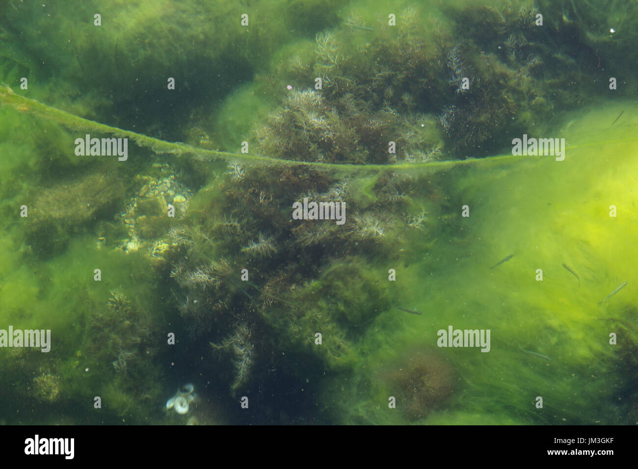 Marine green background hi-res stock photography and images - Alamy