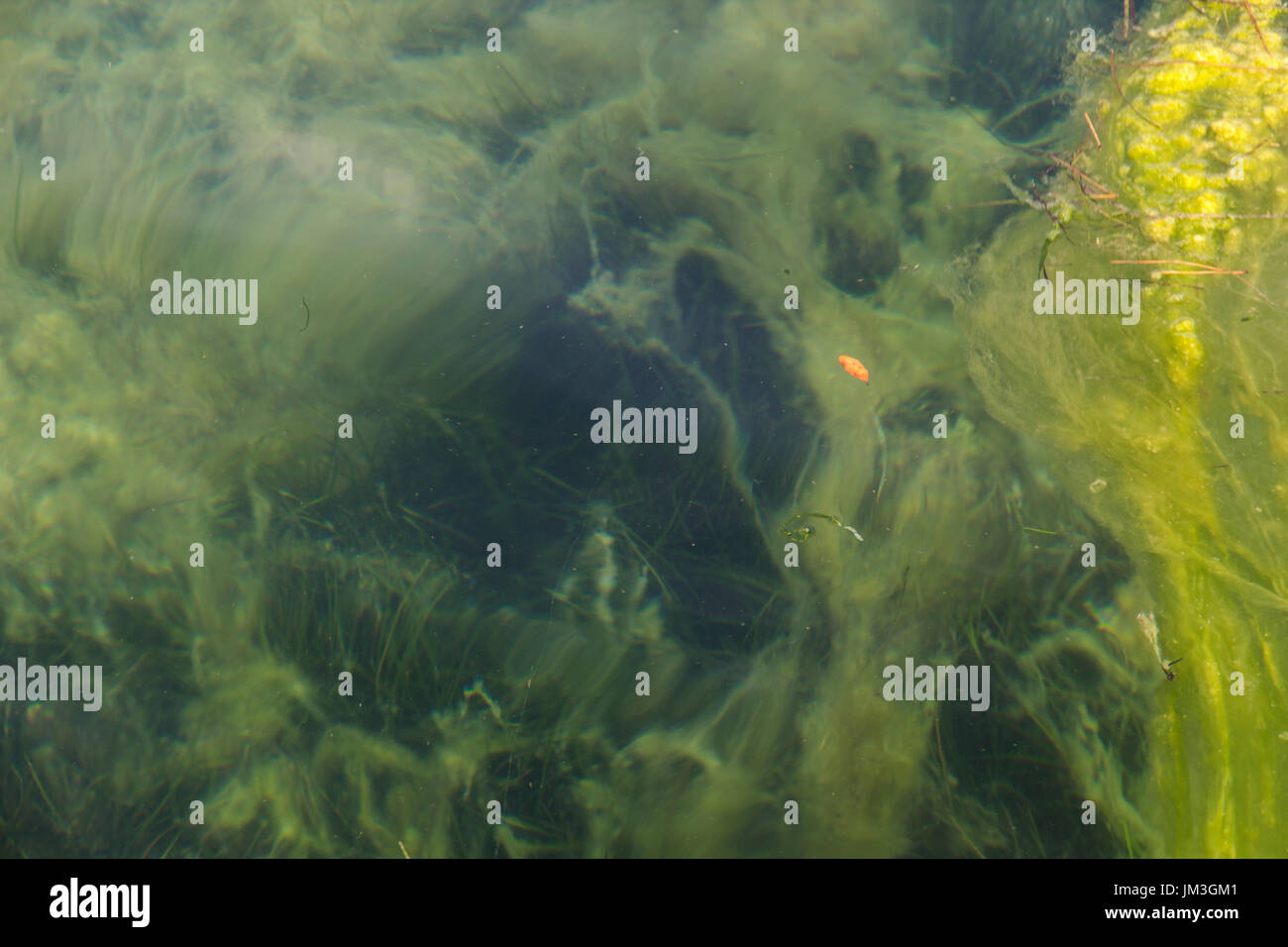 Marine green background hi-res stock photography and images - Alamy
