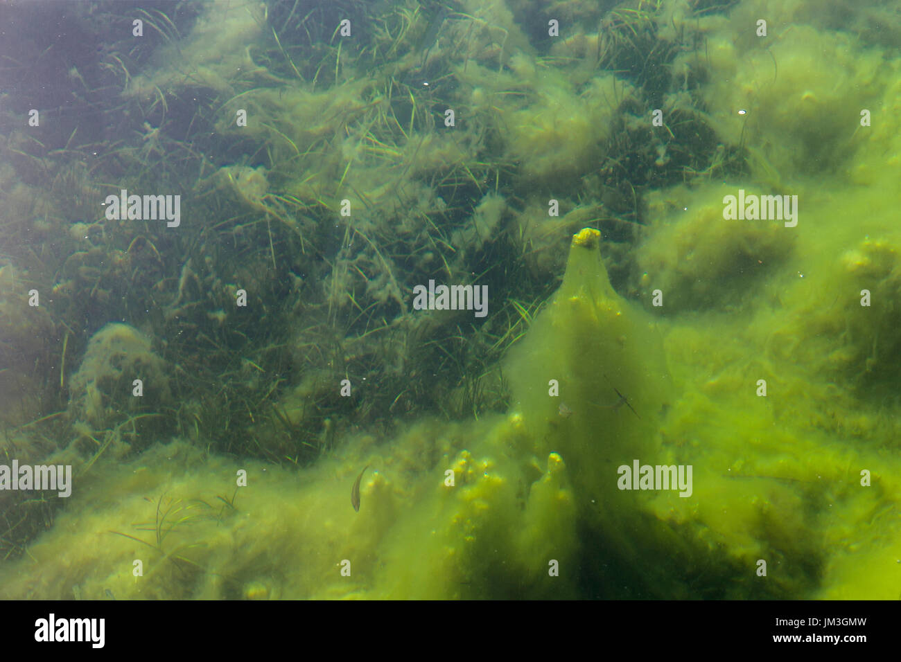 Marine plant hi-res stock photography and images - Alamy