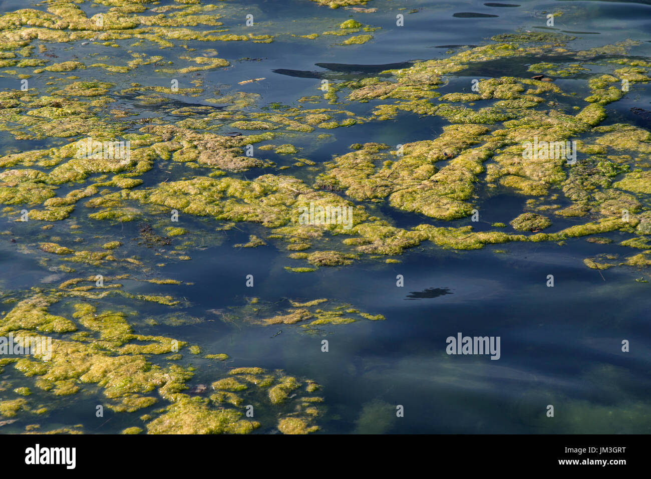 Algae bloom sea hi-res stock photography and images - Alamy