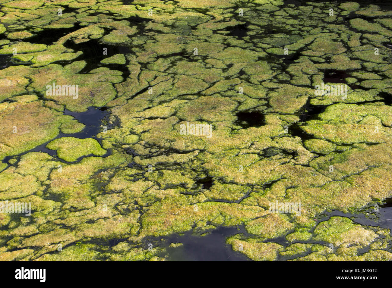 Marine plankton hi-res stock photography and images - Alamy