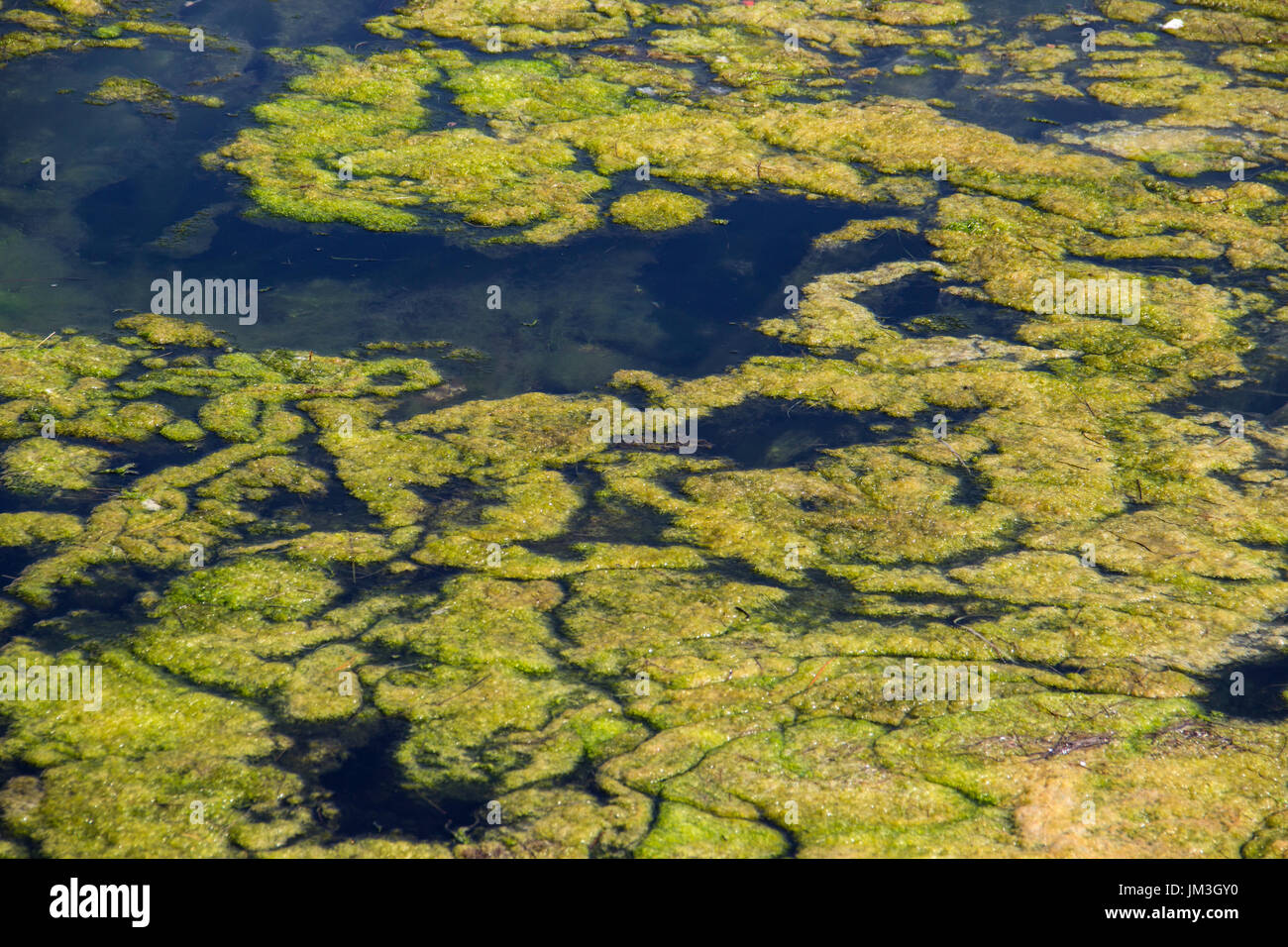 Algae bloom sea hi-res stock photography and images - Alamy