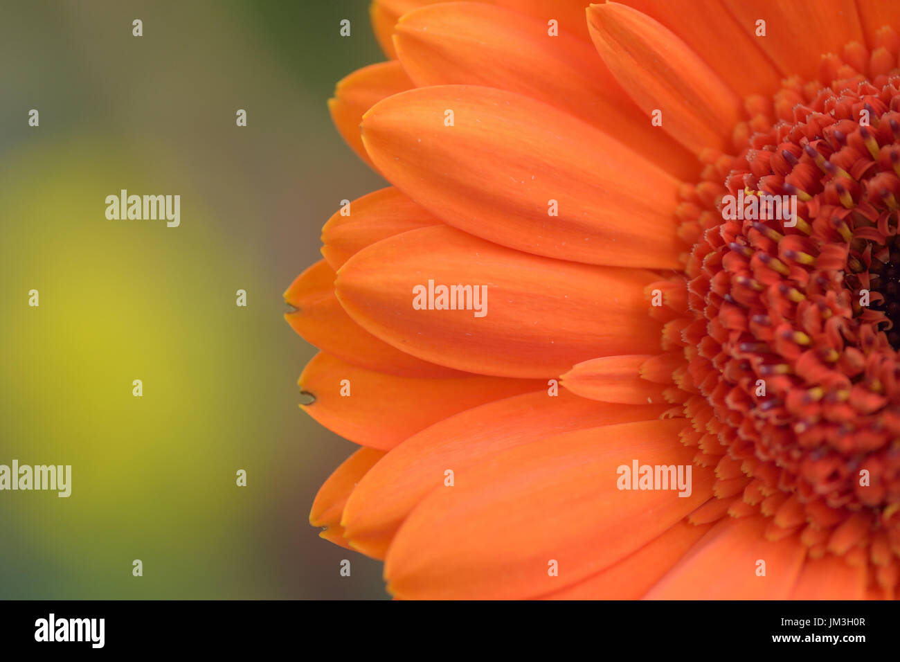 Macro details of orange colored Daisy flower in horizontal frame Stock ...