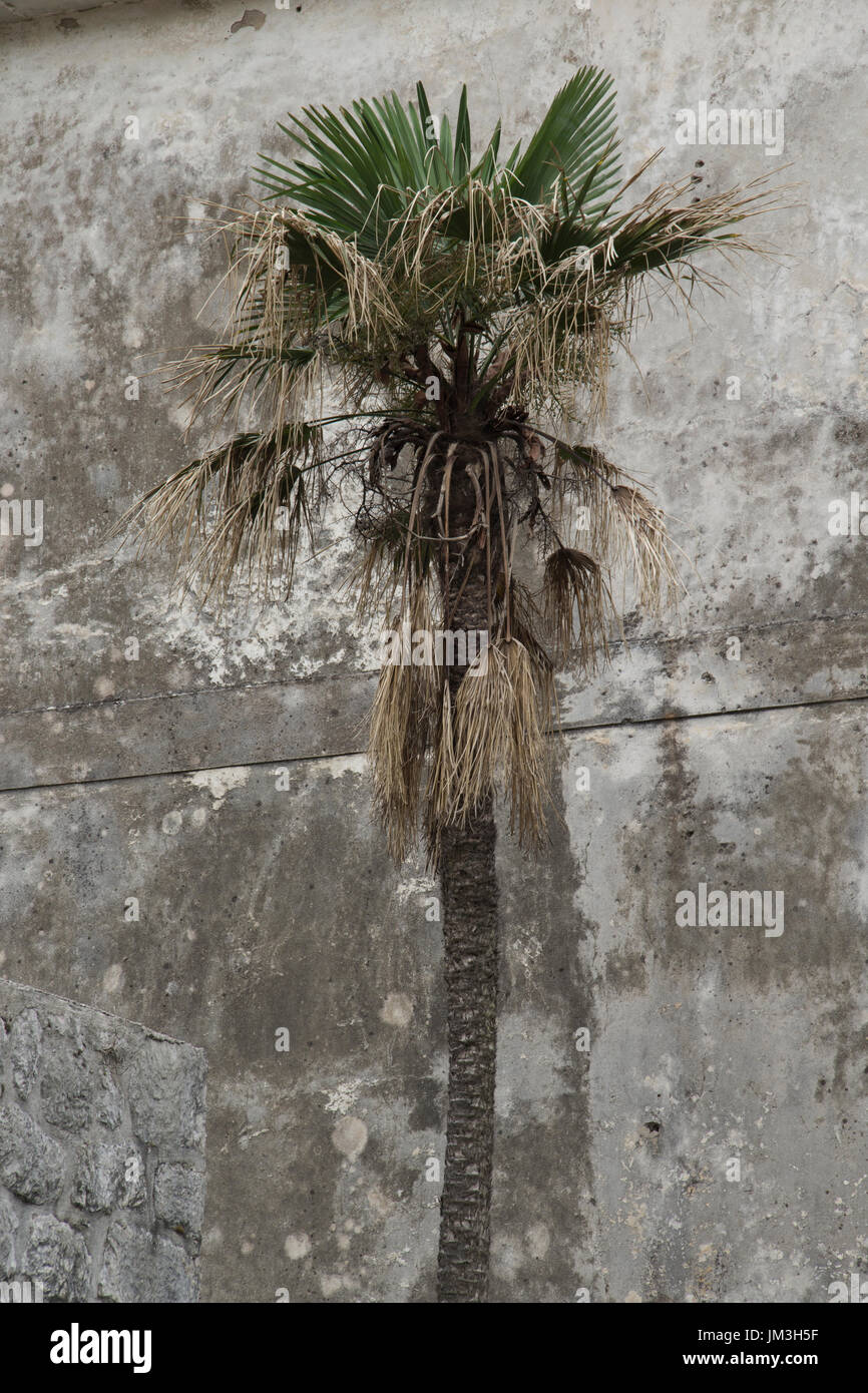 Old palm tree hi-res stock photography and images - Alamy